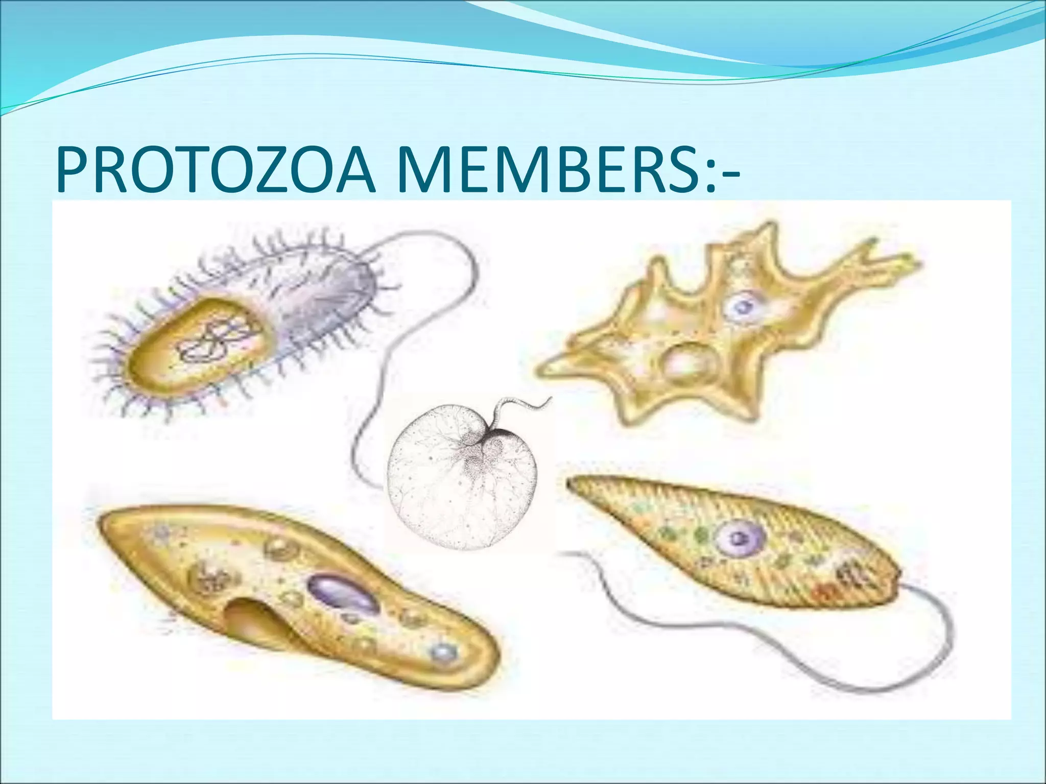 Food Digestion In Protozoa.ppt