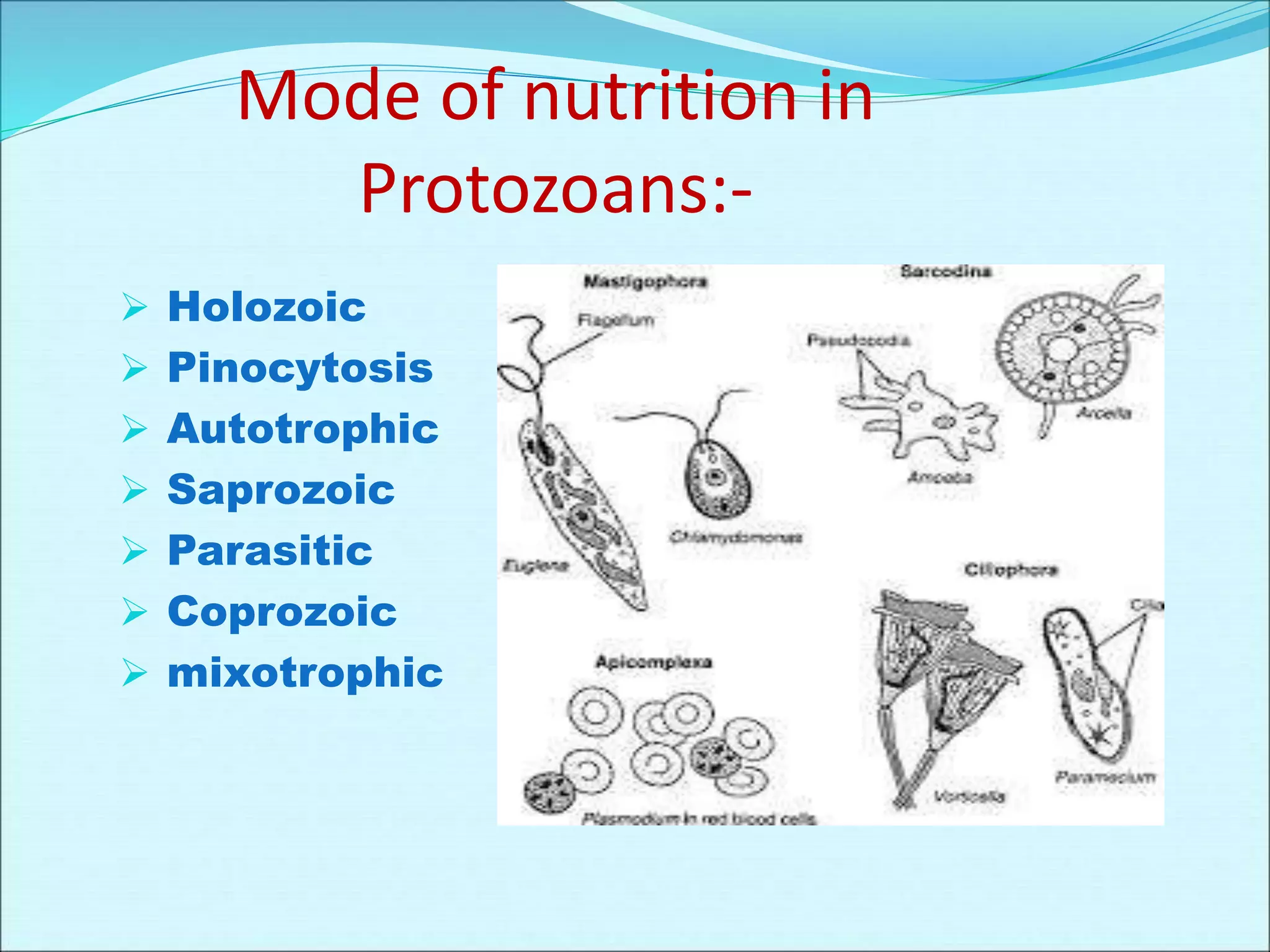 Food Digestion In Protozoa.ppt
