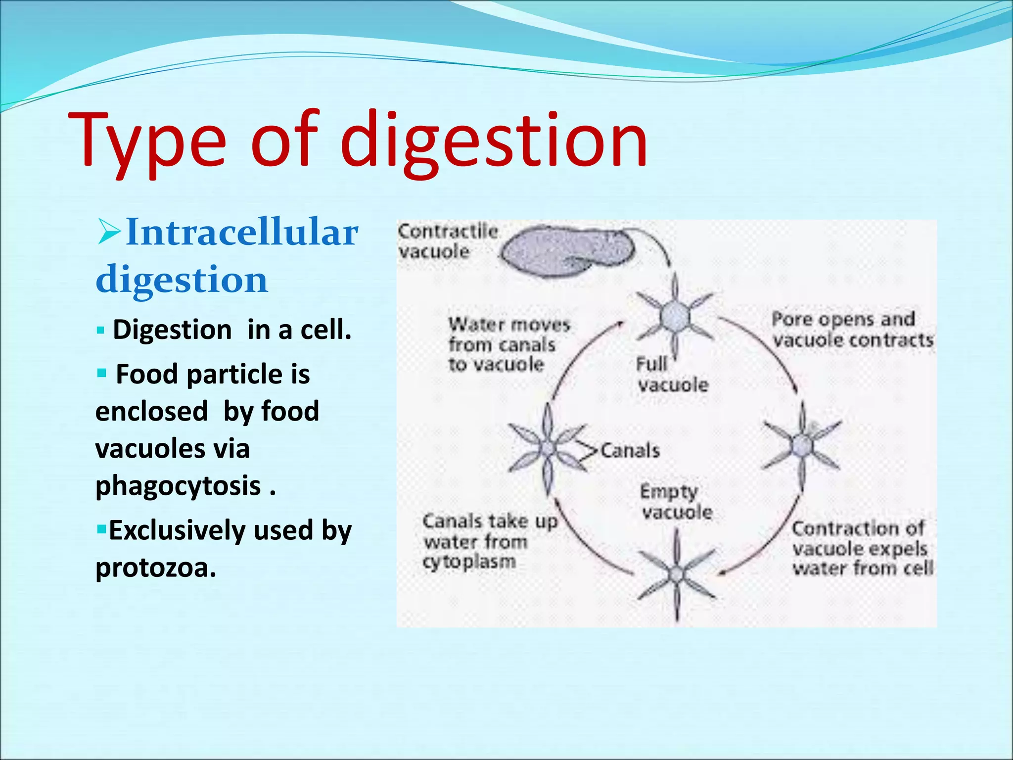 Food Digestion In Protozoa.ppt