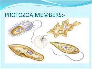 Food Digestion In Protozoa.ppt