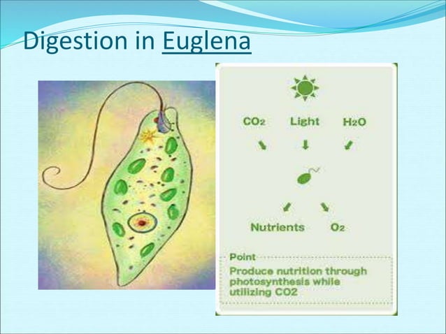 Food Digestion In Protozoa.ppt