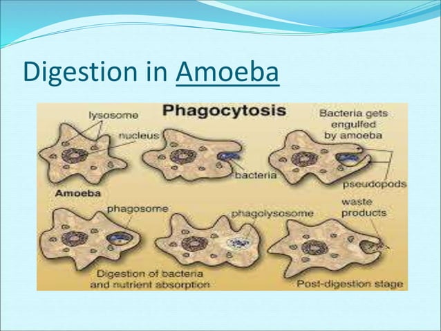 Food Digestion In Protozoa.ppt