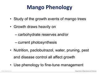 Food for Fruit – Nutrition management in mangoes | PDF