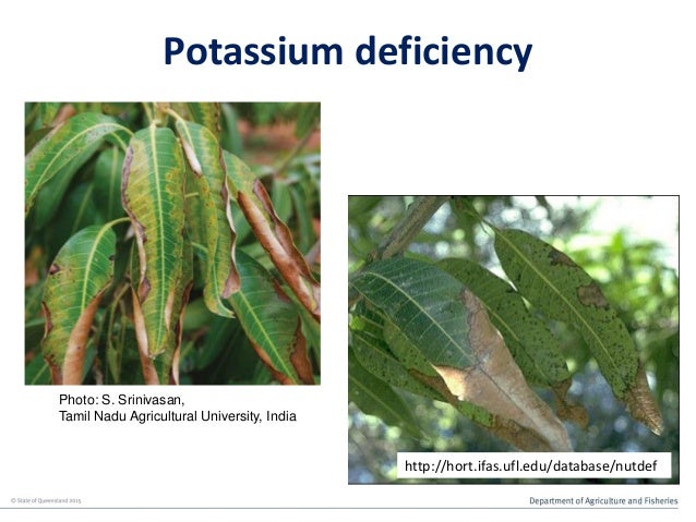 Mango Tree Nutrient Deficiency Symptoms Sere Fruit