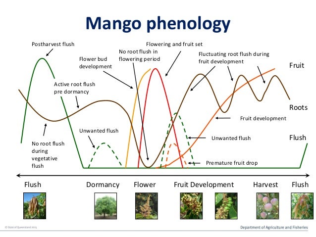 Food for Fruit – Nutrition management in mangoes