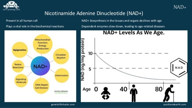 Food sources to increase your NAD+ levels.pptx