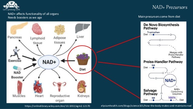 Food sources to increase your NAD+ levels.pptx