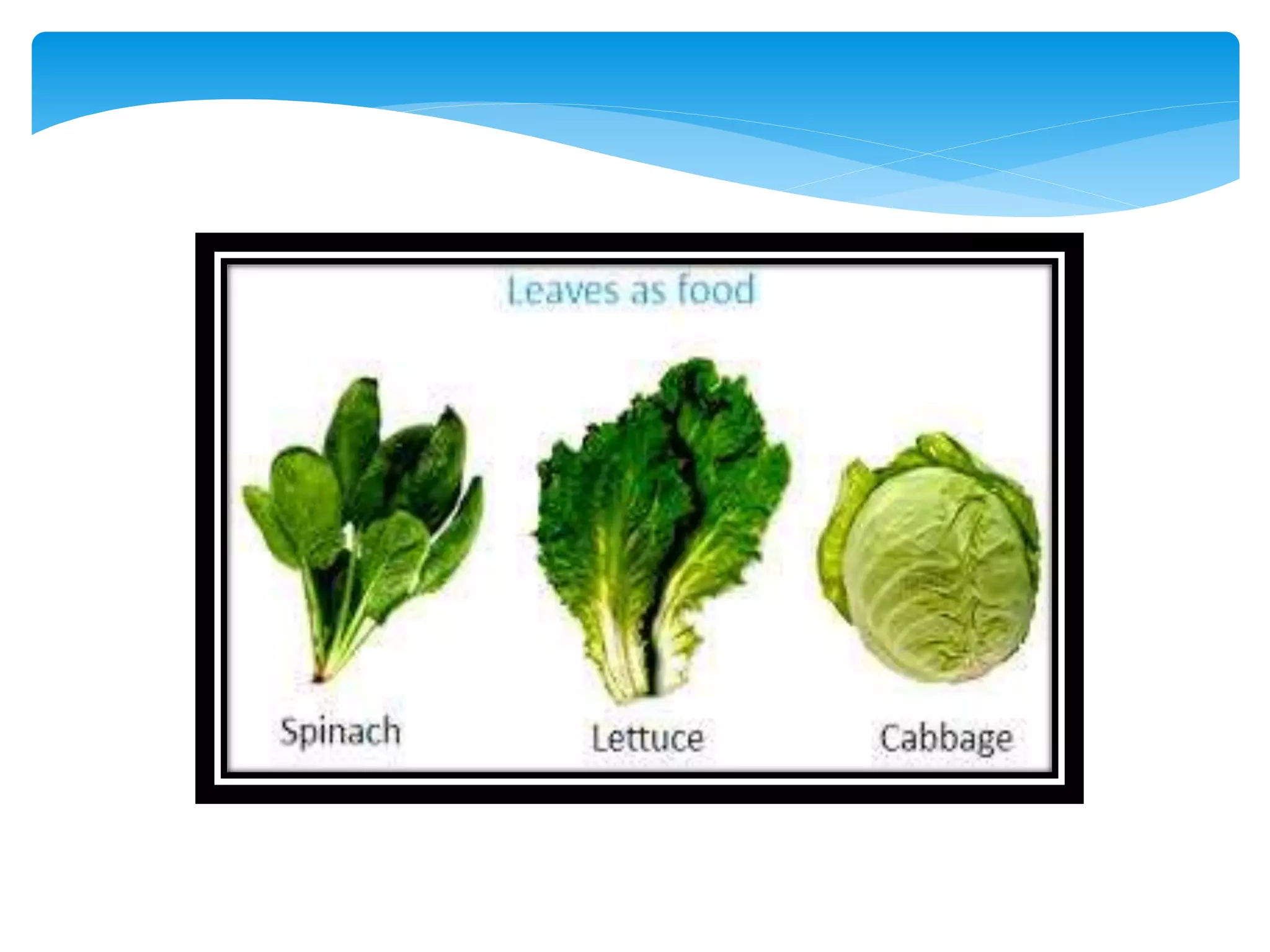 Food from plants | PPTX