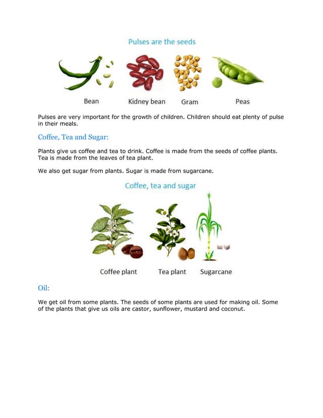 Food from plants | PDF