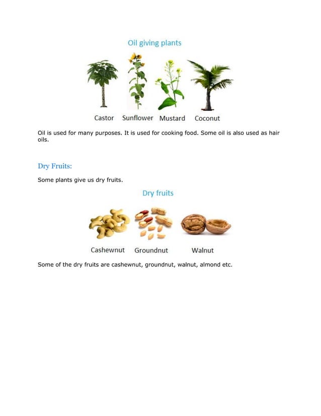 Food from plants | PDF