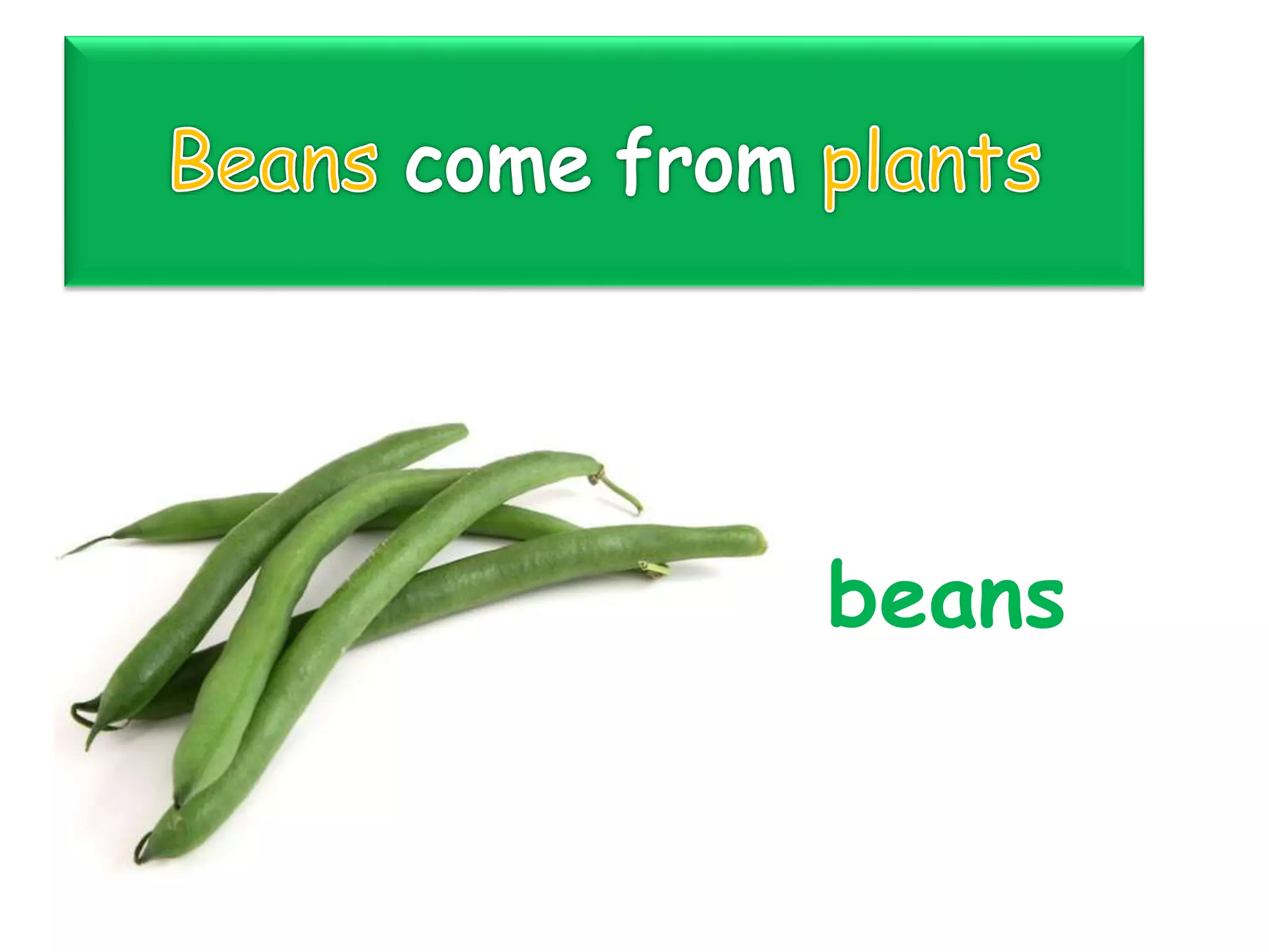 Food from plants and animals | PPTX