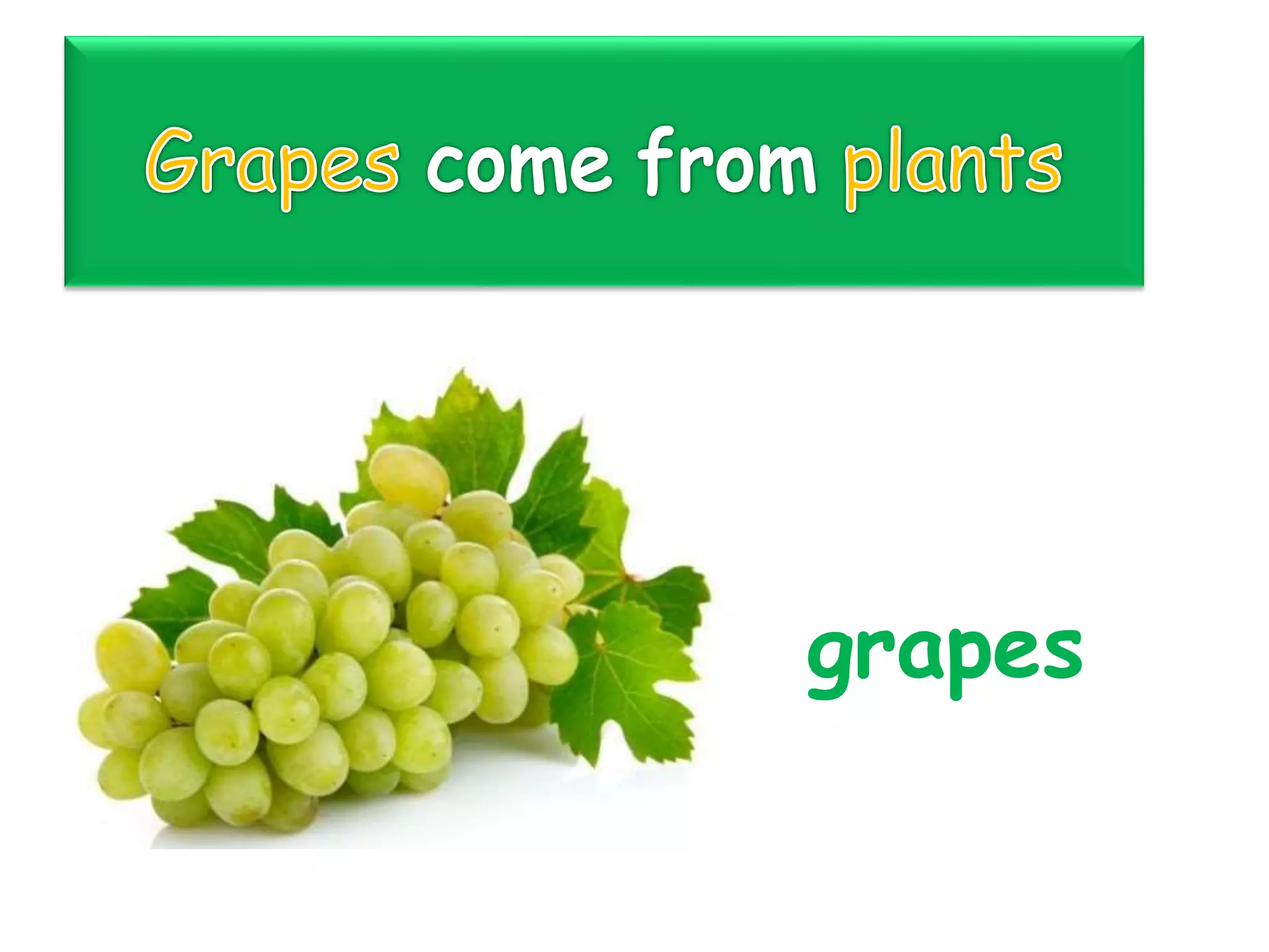 Food from plants and animals | PPTX