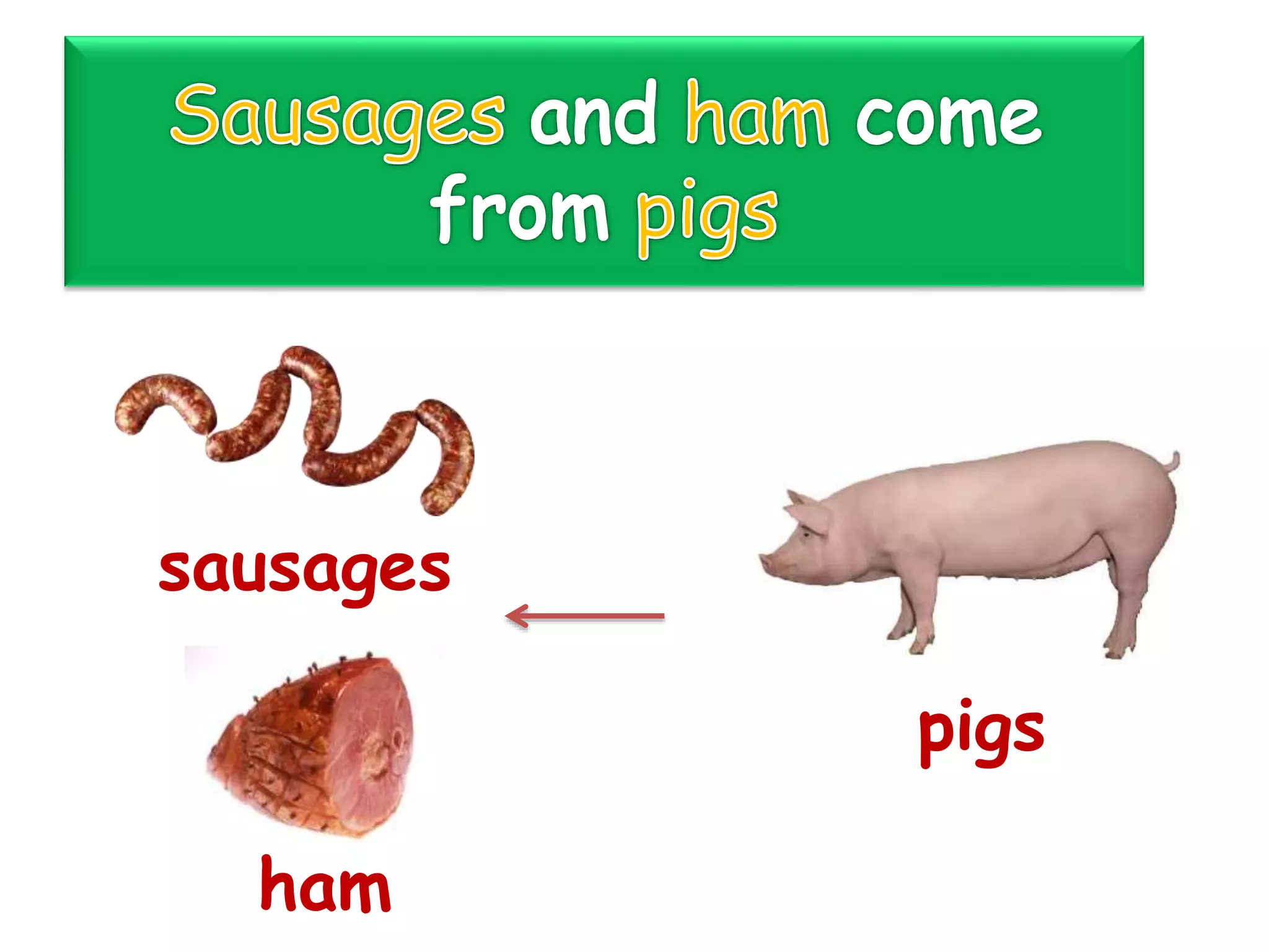 Food from plants and animals | PPTX