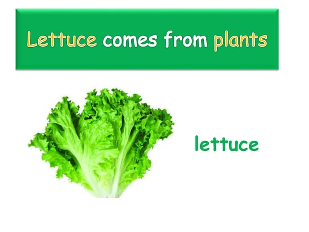 Food from plants and animals