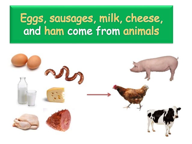 Food from plants and animals