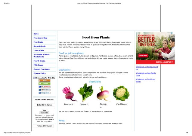 Food from plants roots as vegetables leaves as food _ stems as ...