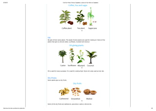 Food from plants roots as vegetables leaves as food _ stems as ...