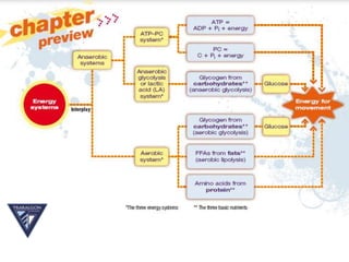 Food fuels and the three energy systems | PPTX | Endocrine and ...