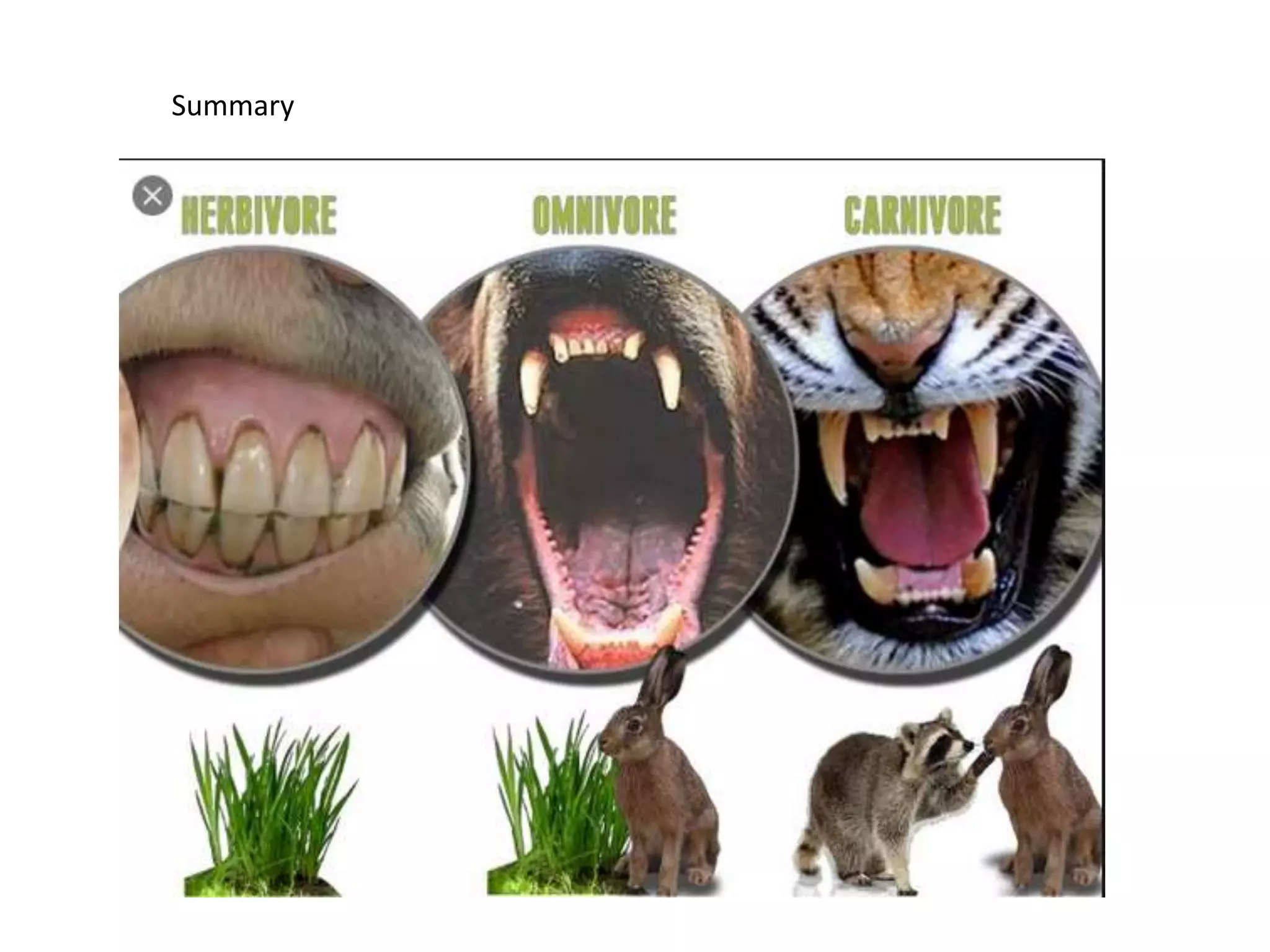 Food habits of animals | PPTX
