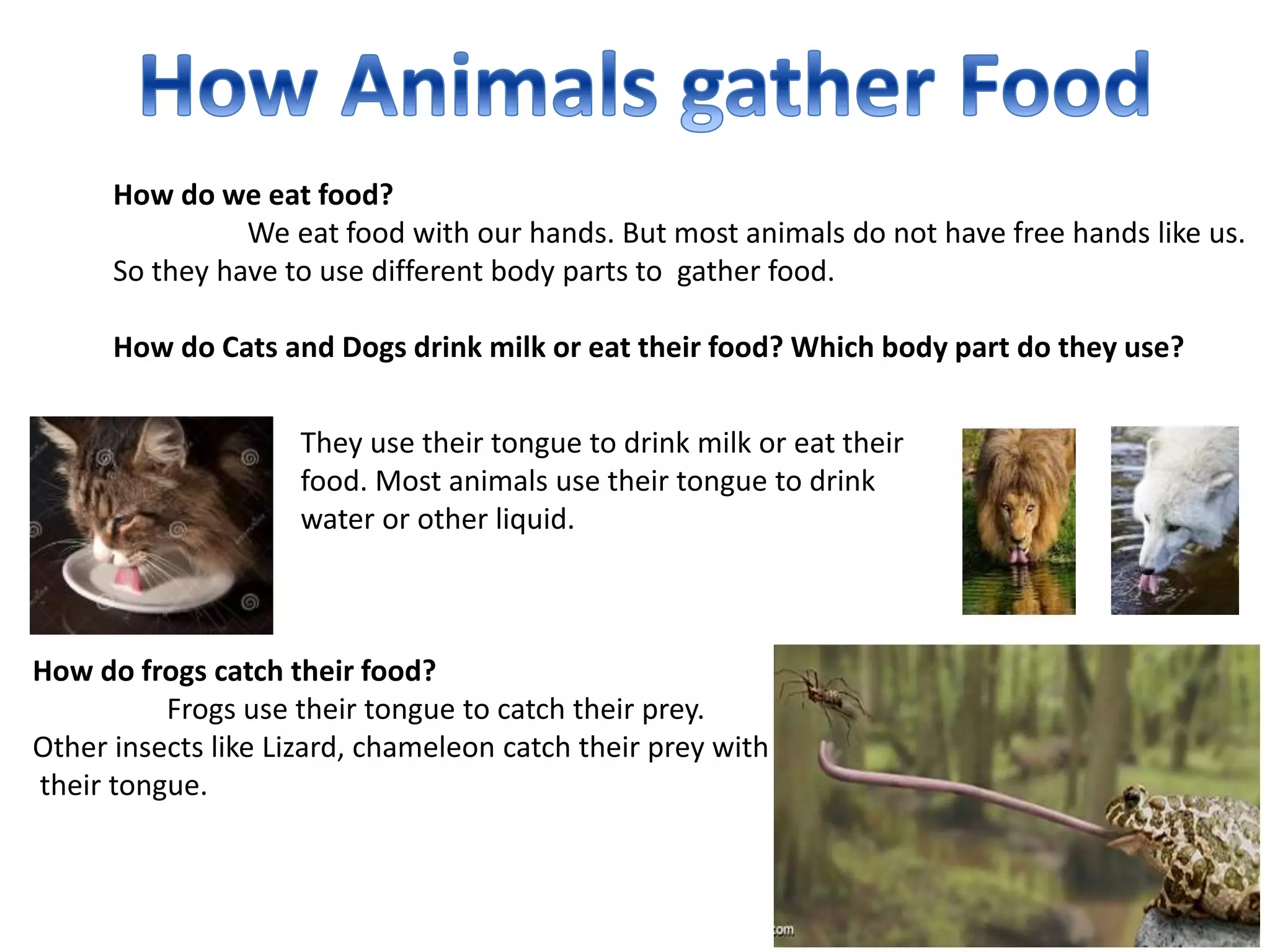 Food habits of animals | PPTX