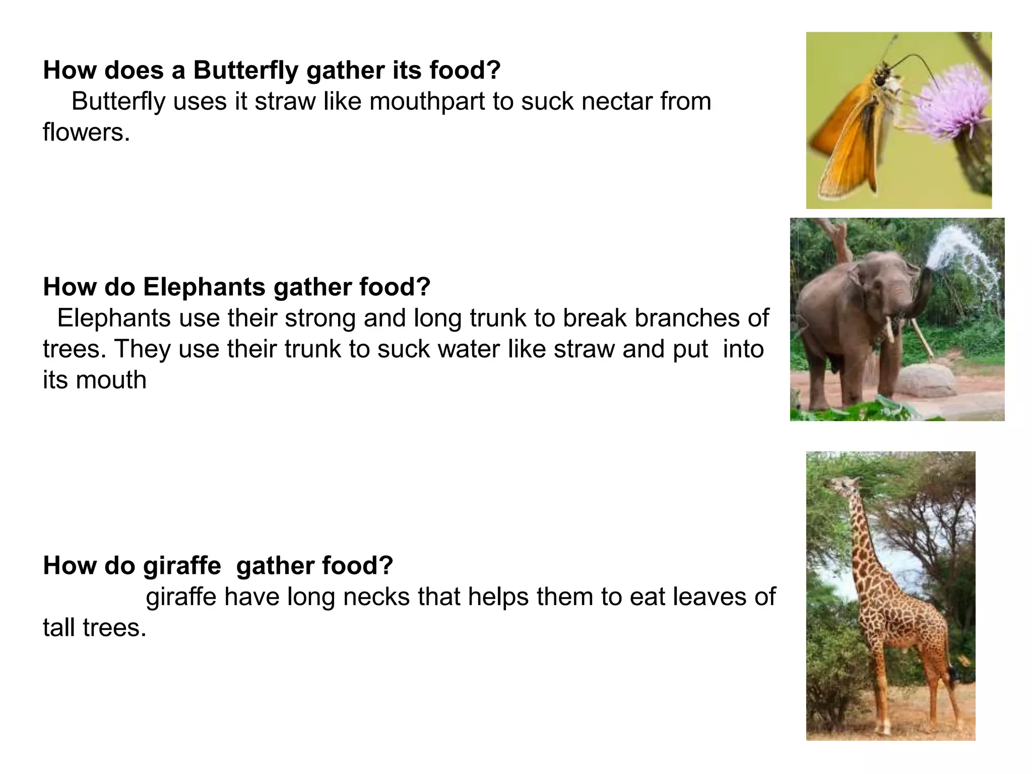 Food habits of animals | PPTX