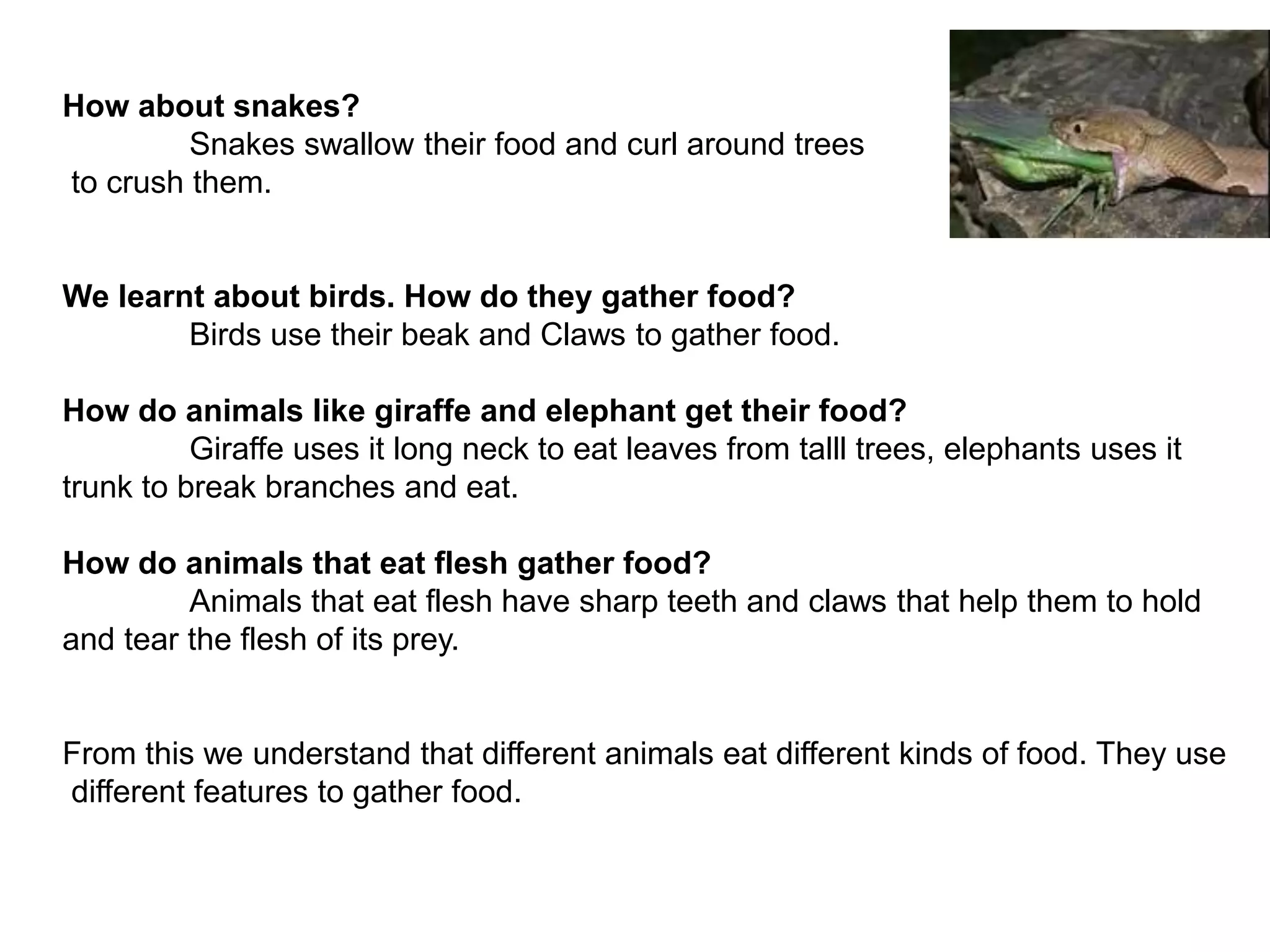 Food habits of animals | PPTX