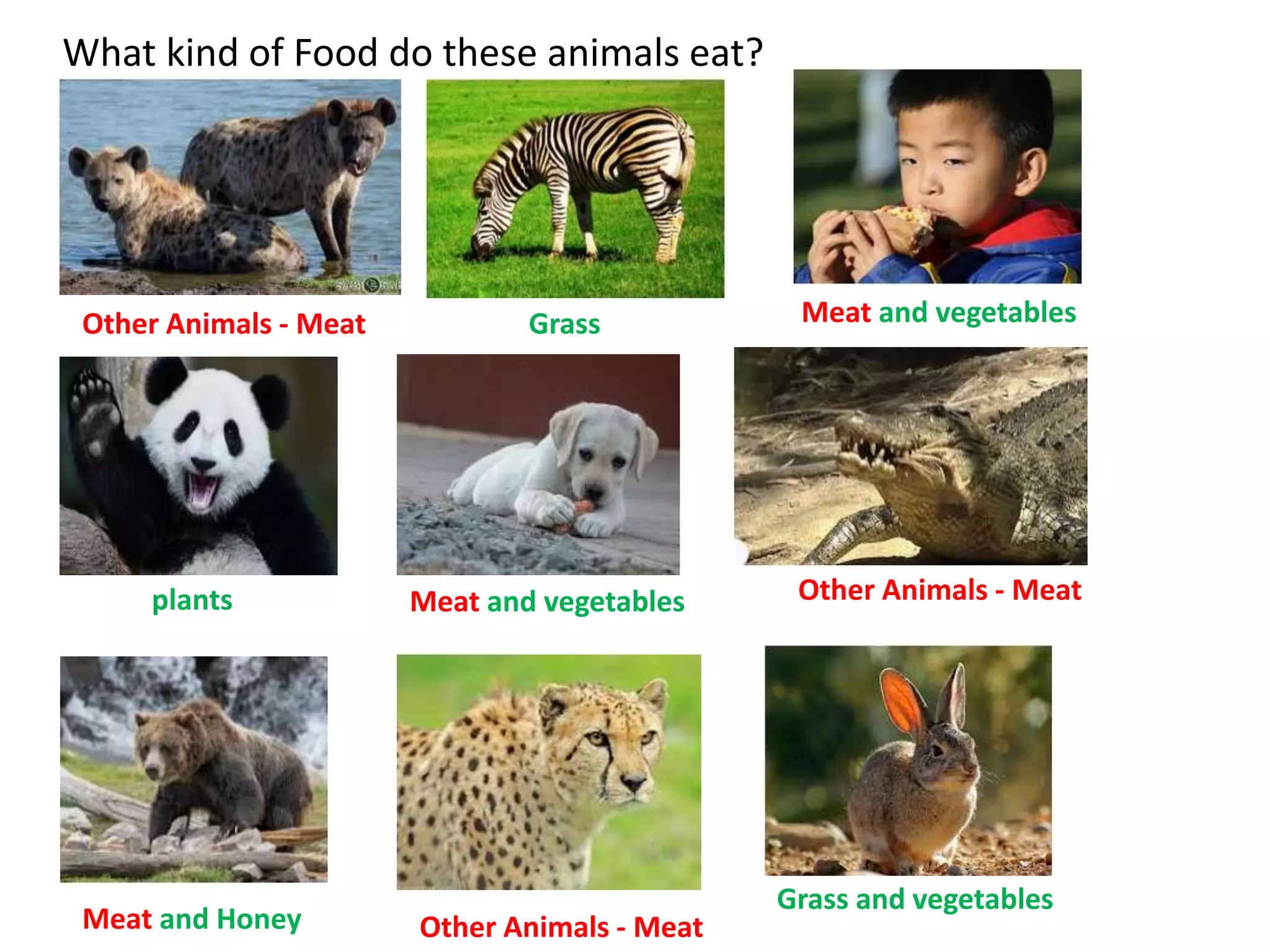 Food habits of animals | PPTX