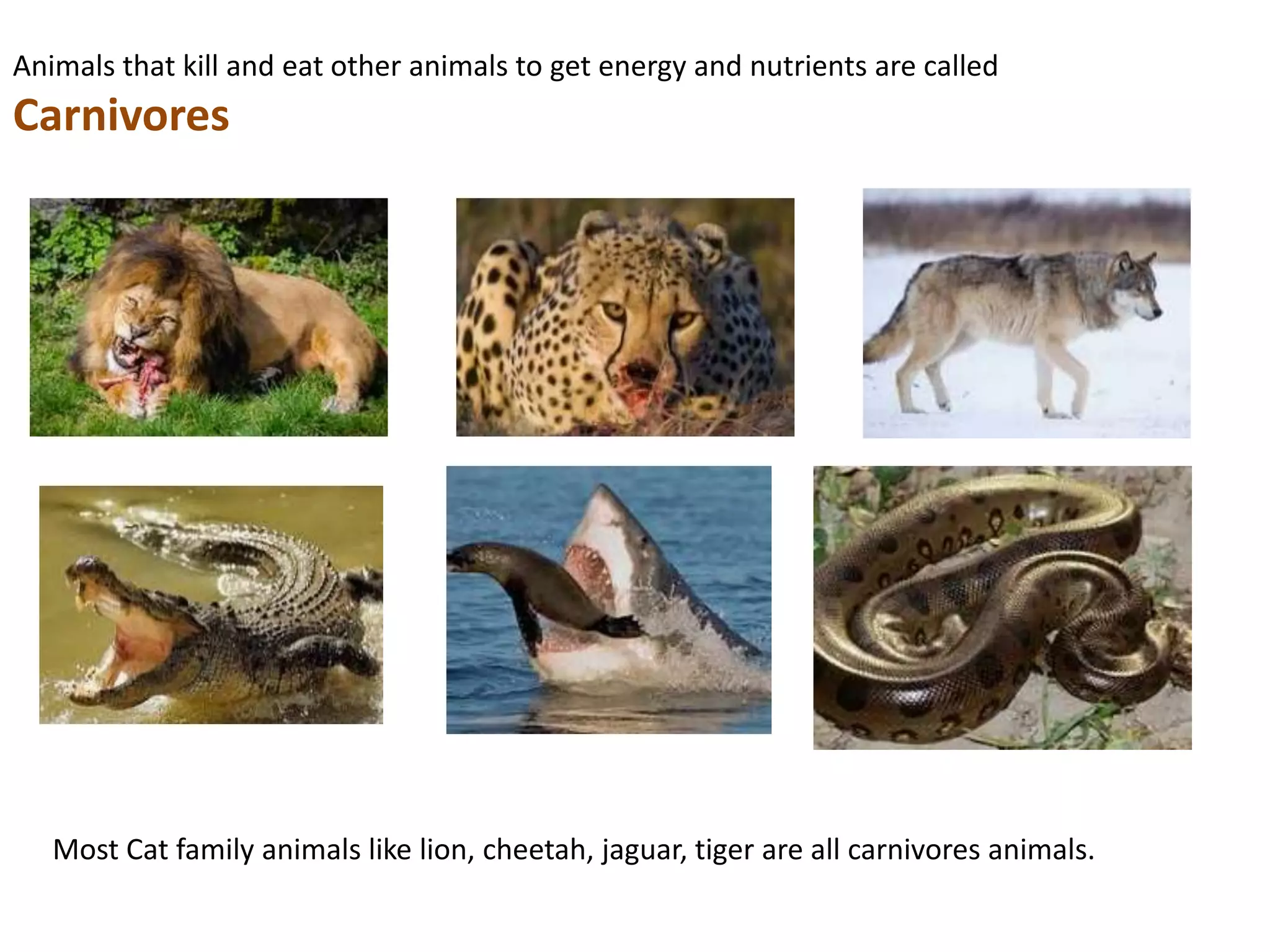 Food habits of animals | PPTX