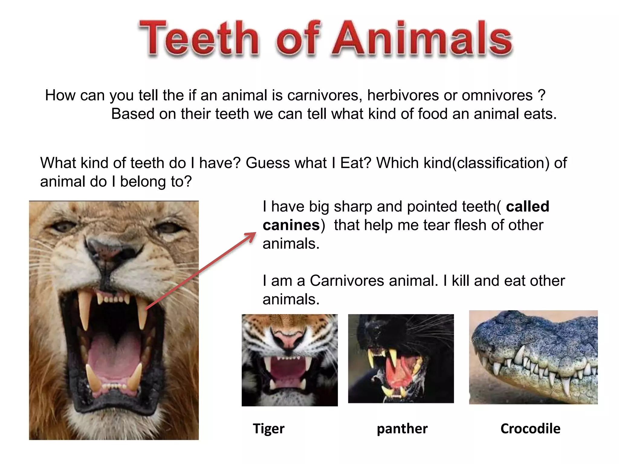 Food habits of animals | PPTX