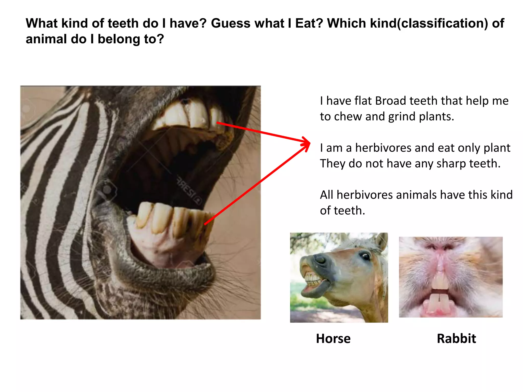 Food habits of animals | PPTX