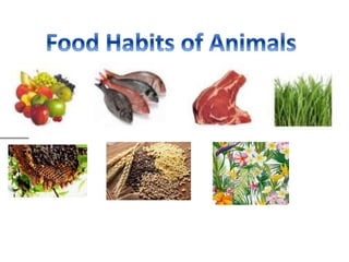 Food habits of animals | PPTX