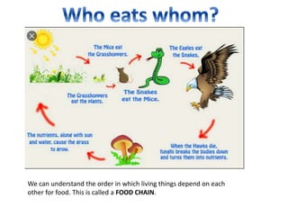 Food habits of animals | PPTX