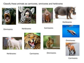 Food habits of animals | PPTX