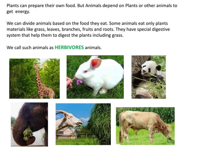 Food habits of animals | PPTX