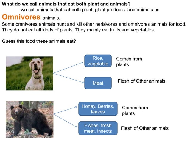 Food habits of animals | PPTX