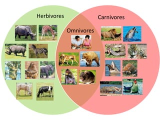 Food habits of animals | PPTX