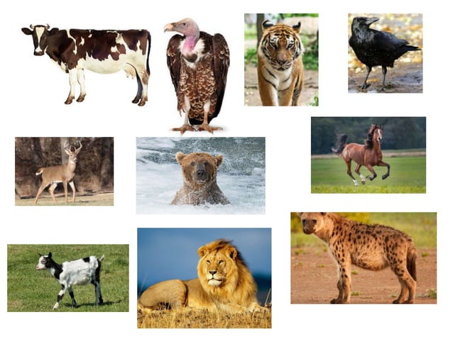 Food habits of animals | PPTX