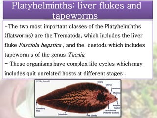 Food hazard & non bacterial agents of foodborne illness | PPTX