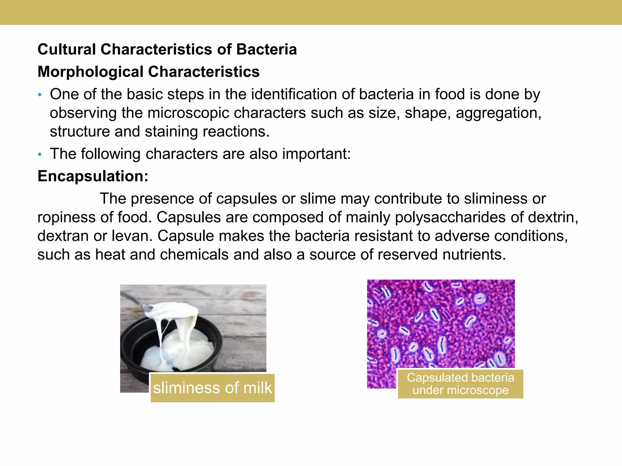 MICROBIOLOGY QUICK LEARN Food Microbiology BACTERIA- Cultural ...