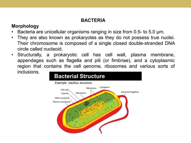 MICROBIOLOGY QUICK LEARN Food Microbiology BACTERIA- Cultural ...