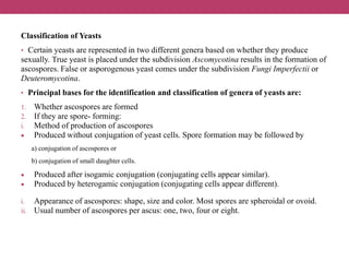 Food microbiology- yeast morphology and classification | PDF ...