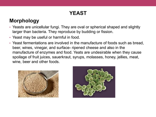 Food microbiology- yeast morphology and classification