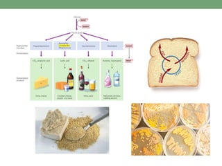 Food Microbiology- Industrial importance of Yeast | PDF
