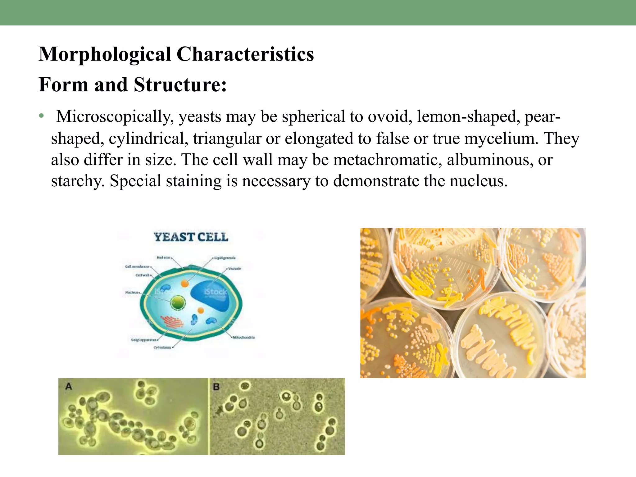 Food microbiology- cultural, morphological and physiological characters ...
