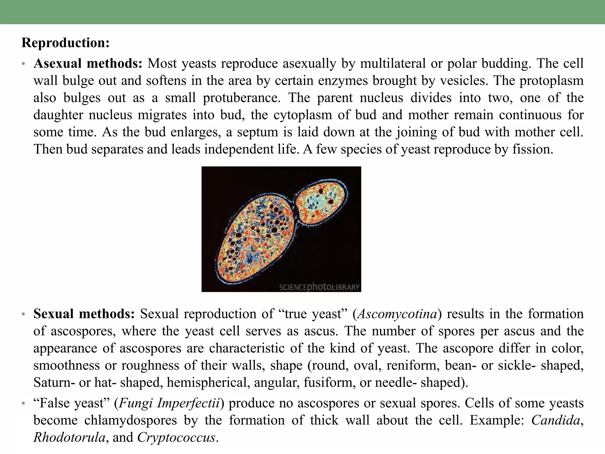 Food microbiology- cultural, morphological and physiological characters ...