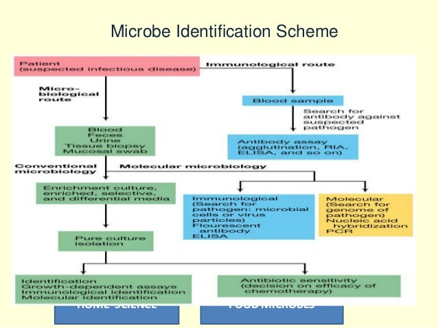 Food microbes