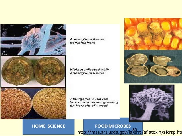 Food Microbes