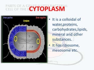 Food microbiology | PPT