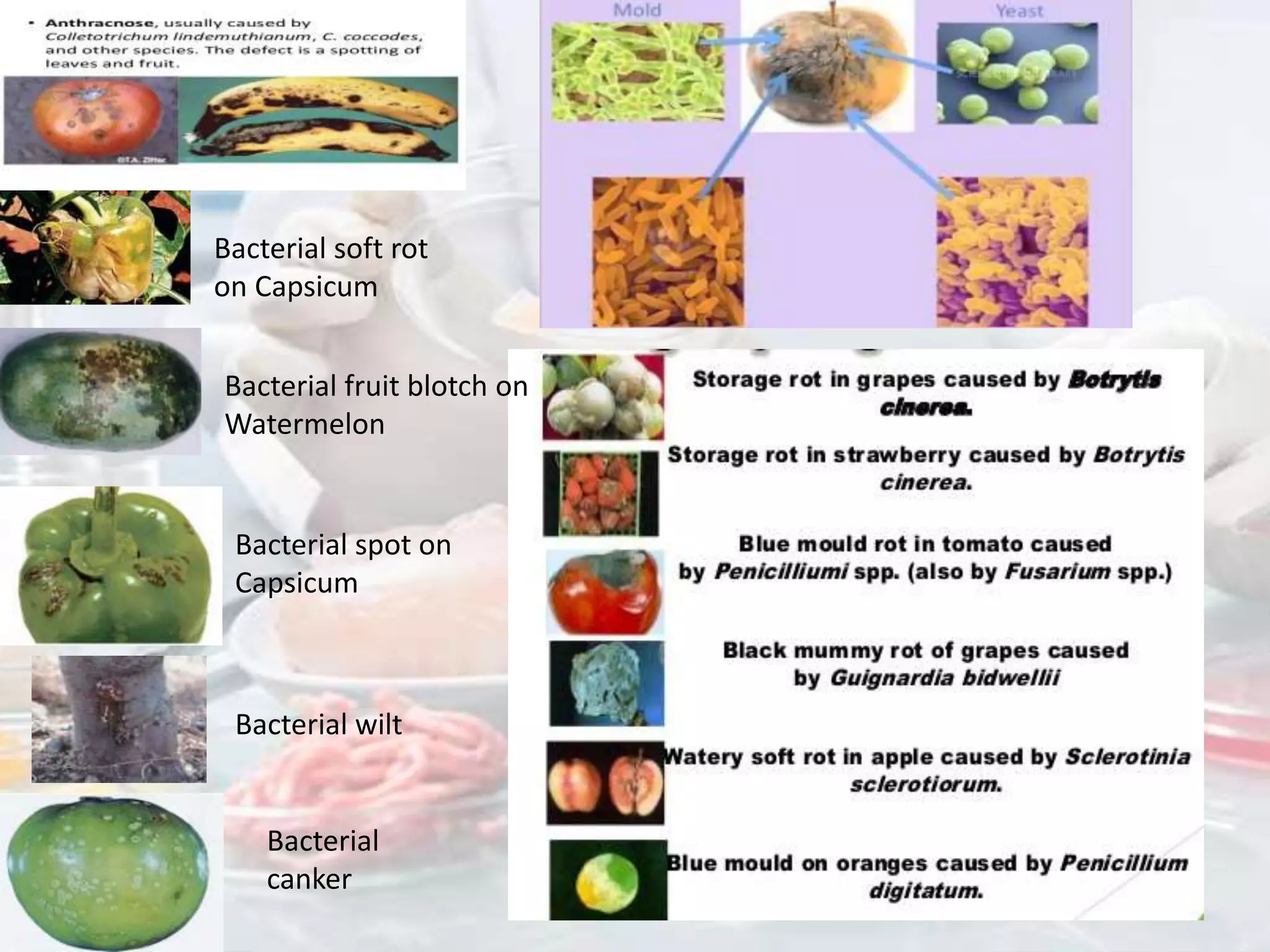 Food microbiology | PPTX