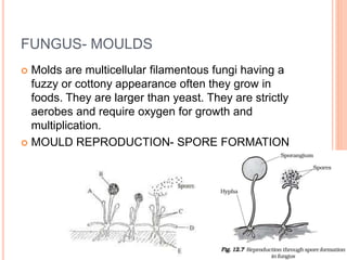 FOOD MICROBIOLOGY.pptx